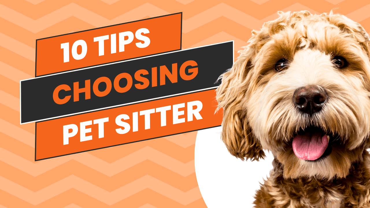 Animeal10 Tips for Choosing the Right Pet Sitter