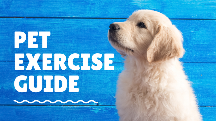 AnimealPet Exercise Guide | The Benefits of Regular Exercise