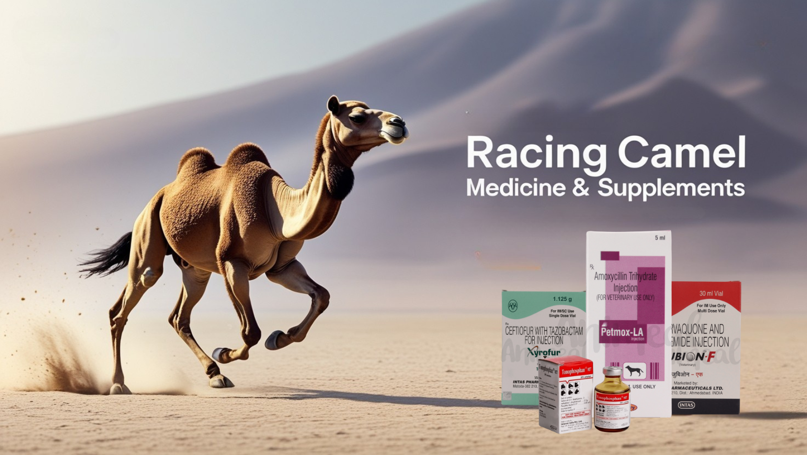 AnimealBuy Racing Camel Medicine & Supplements in Ind...